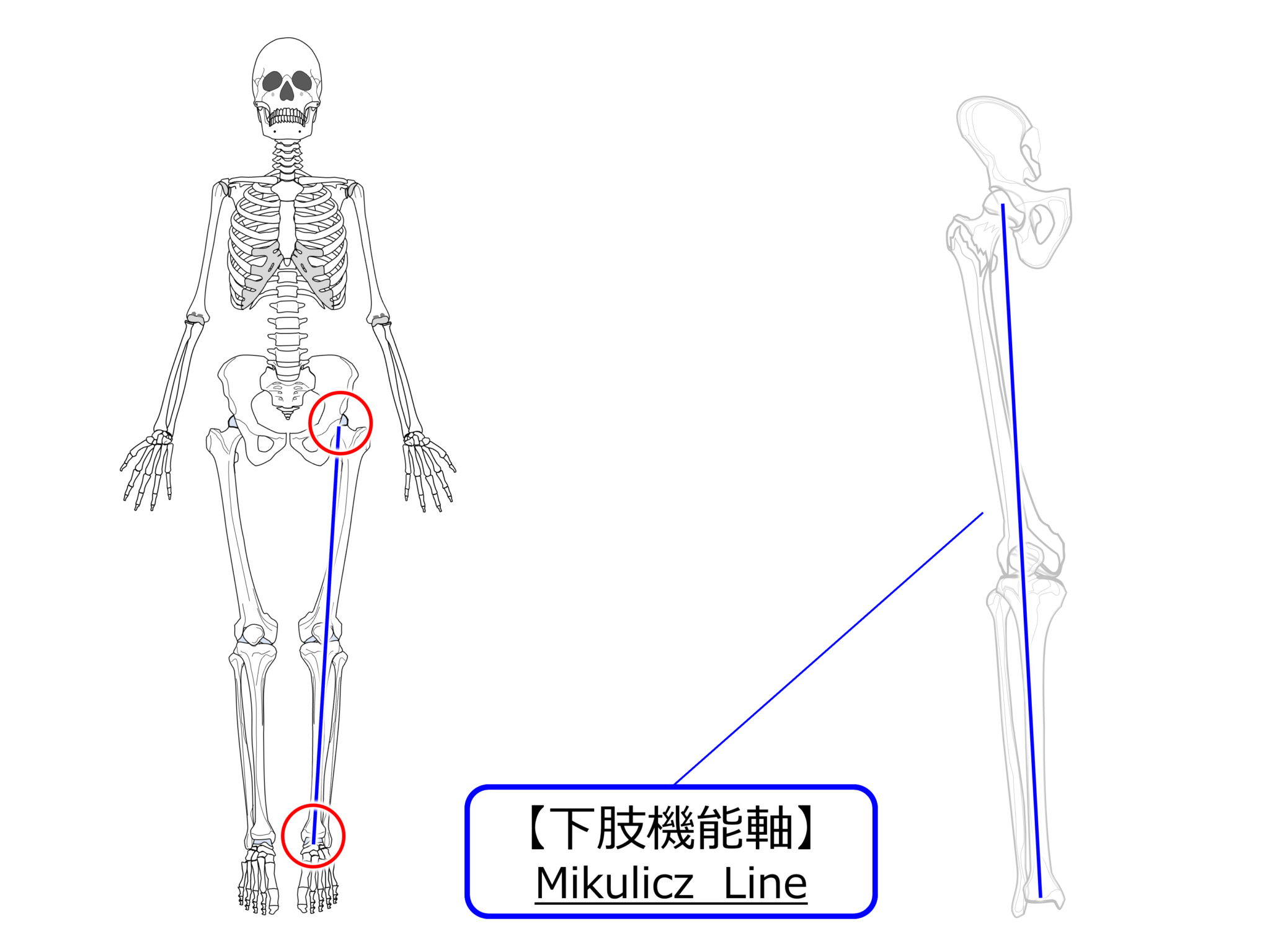 膝関節の生理的外反 | 整体＆パーソナルトレーニングスタジオ/TCLab