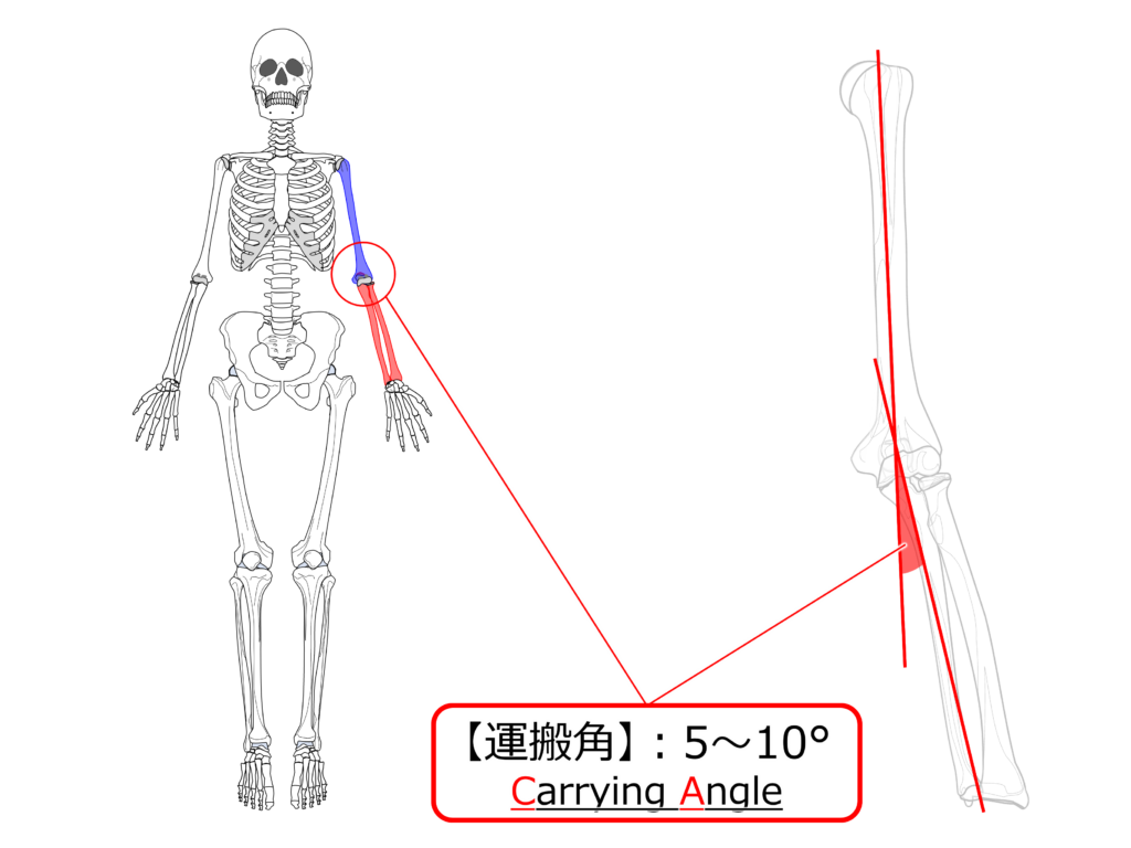肘関節の構造 | 整体＆パーソナルトレーニングスタジオ/TCLab
