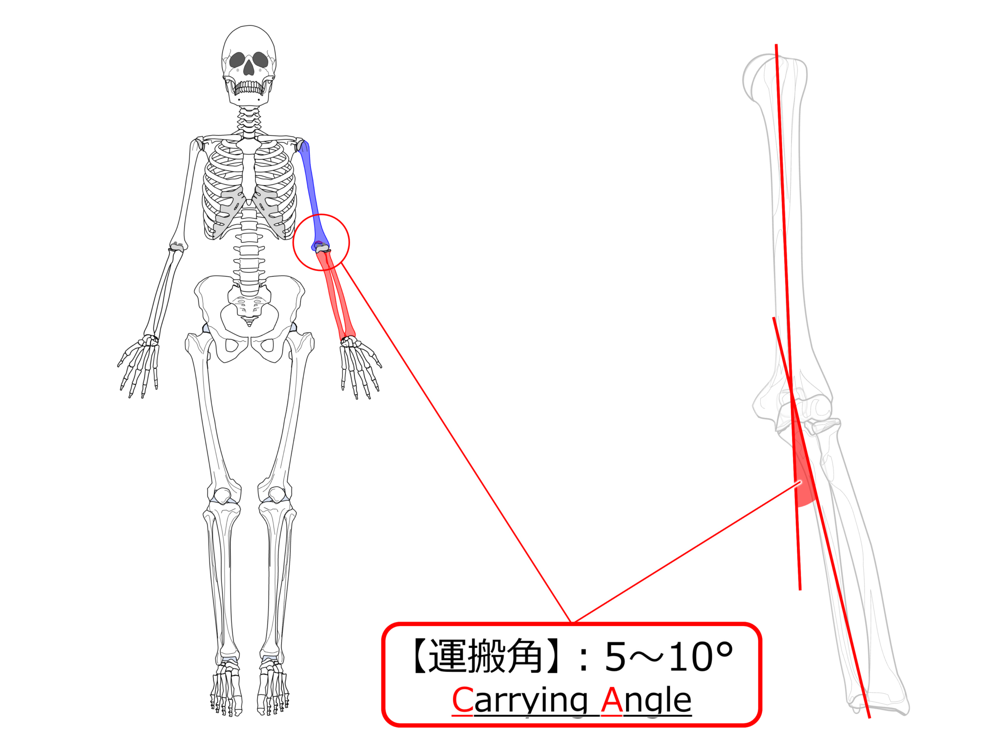 肘関節の構造 | 整体＆パーソナルトレーニングスタジオ/TCLab