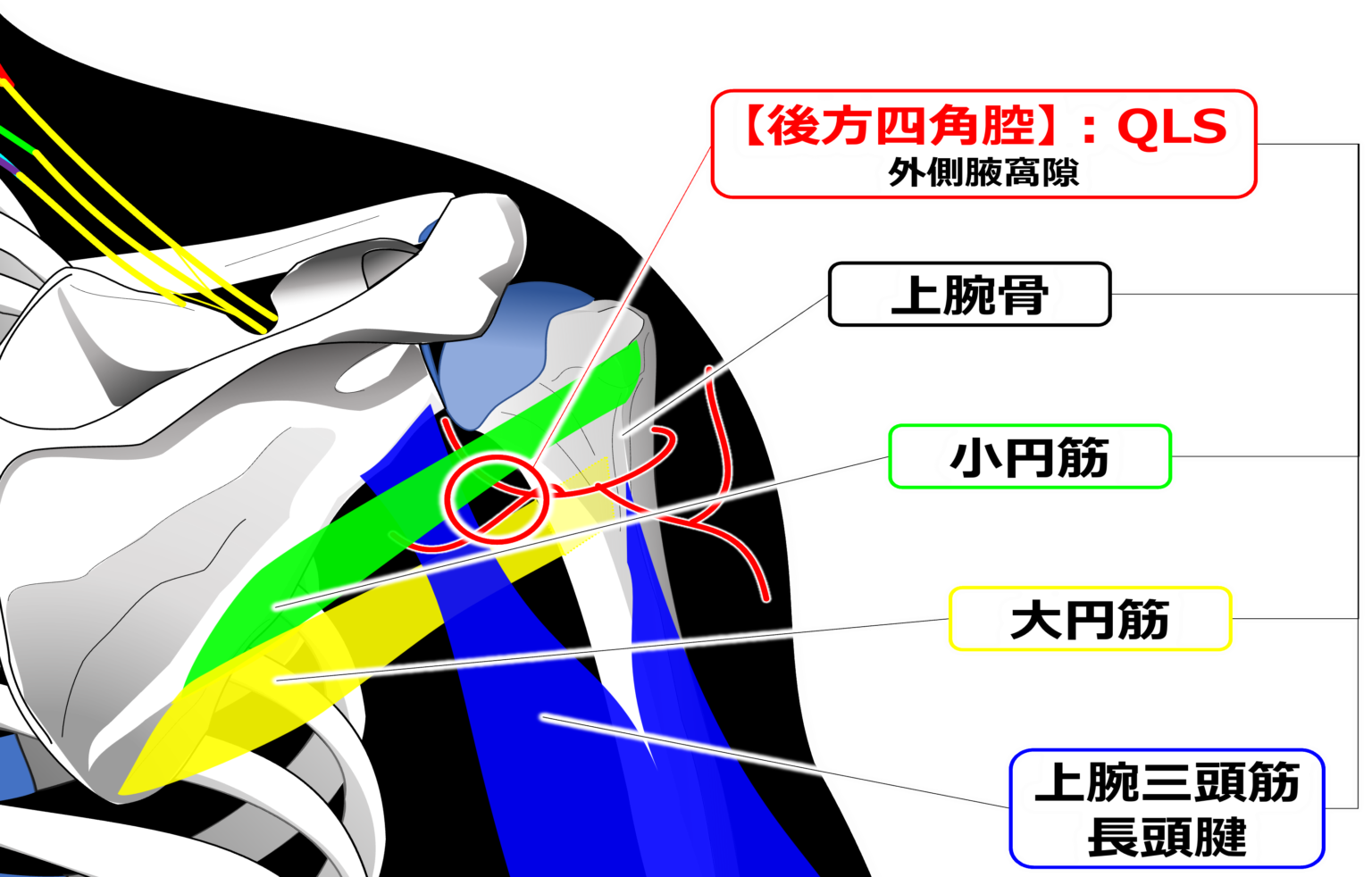 腋窩神経絞扼【QLS syndrome 】 | 整体＆パーソナルトレーニングスタジオ/TCLab