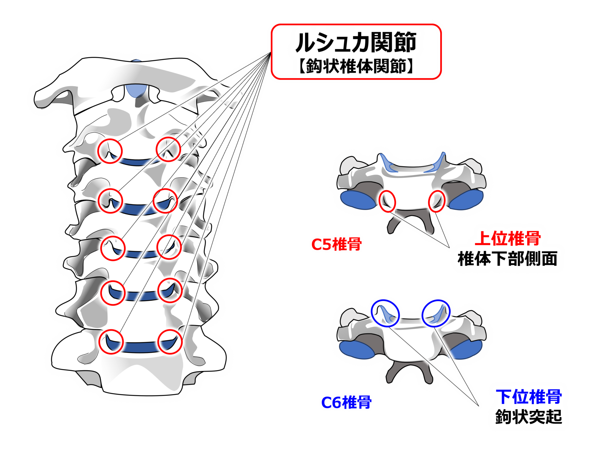 頸椎の構造 | 整体＆パーソナルトレーニングスタジオ/TCLab